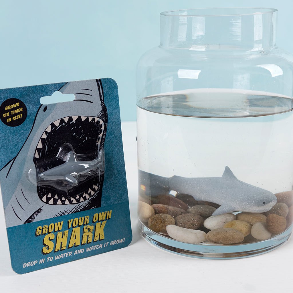 Grow Your Own Shark – Boxfetti.ae